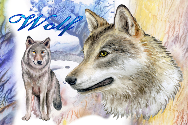 Watercolor Wolf By Yuliia Shmadchenko Thehungryjpeg