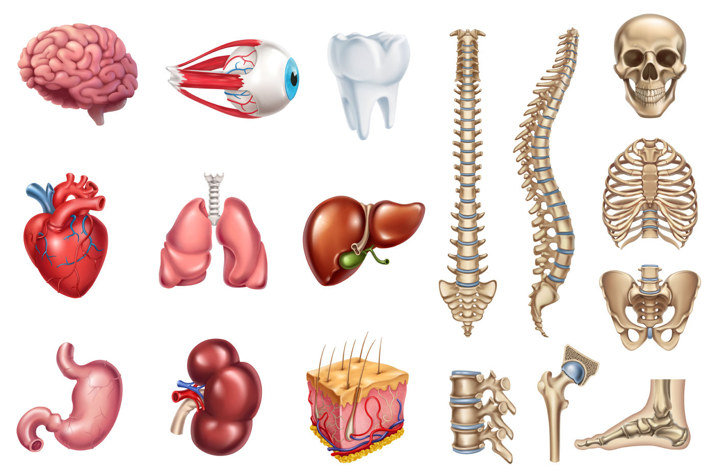 Human Skeleton Structure Internal Organs Vector Set By Allevinatis